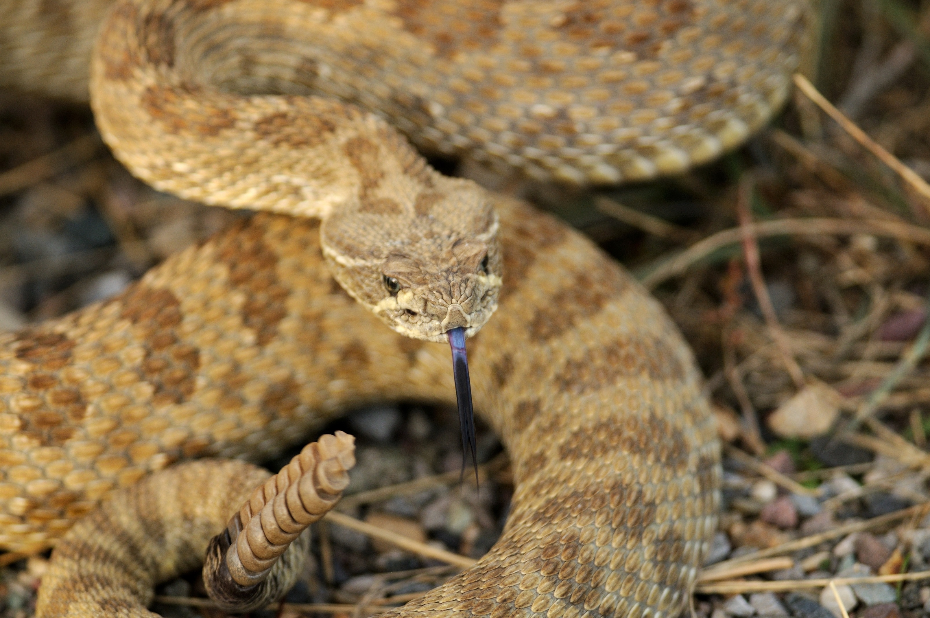 Surviving snake season | University Health